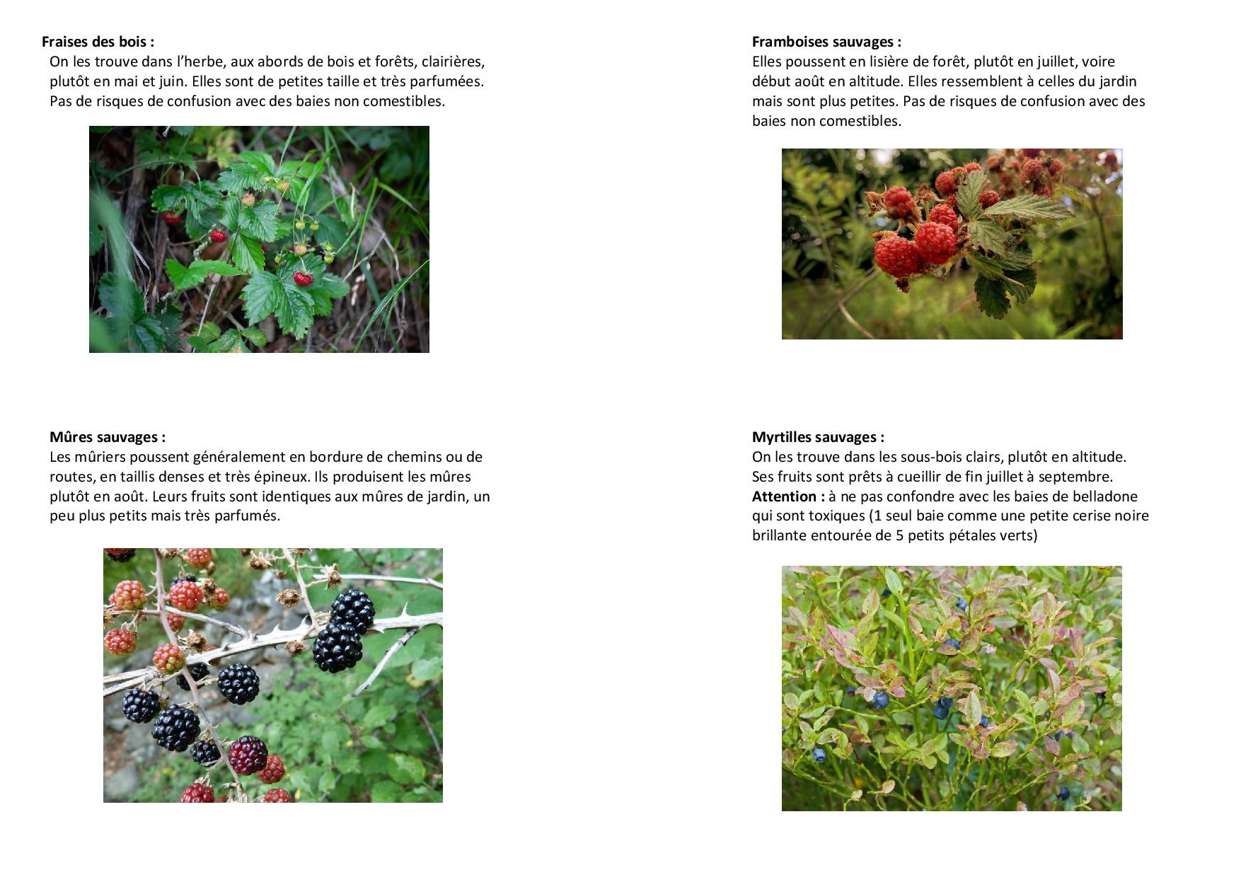 Les petits fruits sauvages de l’été | Pipades